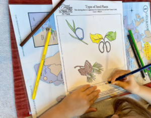 Cycle 1 Week 8 At Home Activities for Classical Homeschooling - Devoted ...